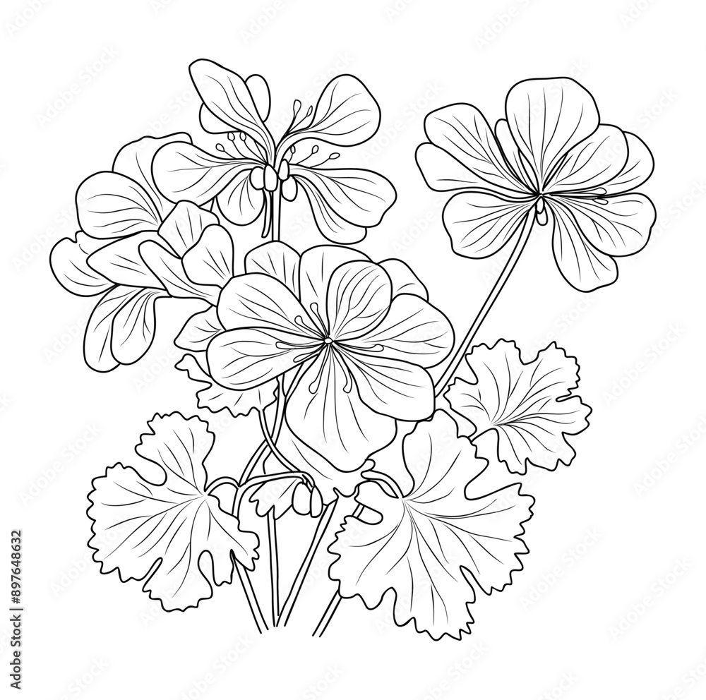 Geranium flower line art drawing. Scorpio zodiac birth month flower ...