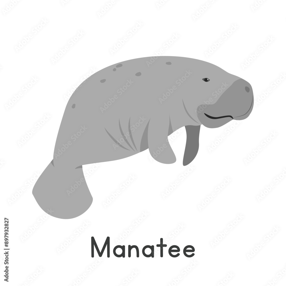 Manatee vector illustration, cartoon clipart, animal in flat style. Sea ...