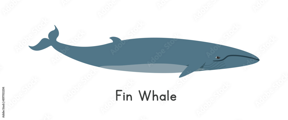Fin whale vector illustration. Cute fin whale cartoon clipart, animal ...