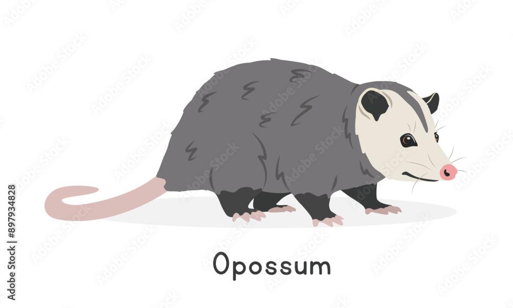 Opossum vector illustration, cartoon clipart character, animal in flat ...