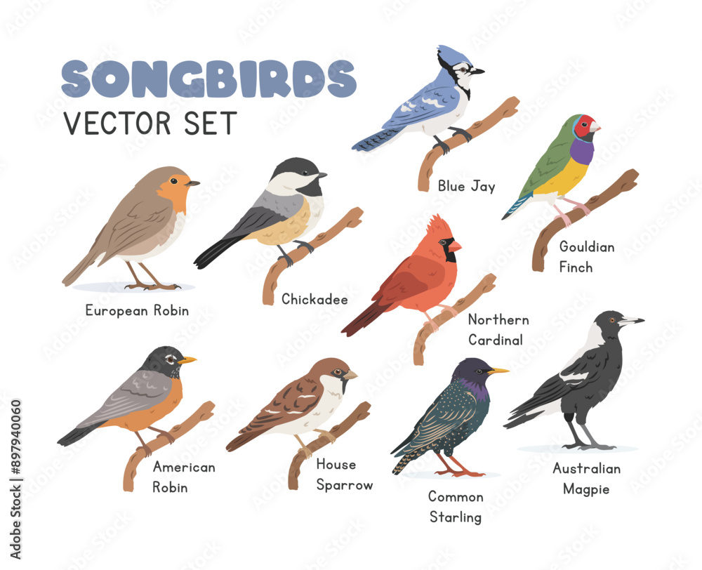 Songbirds vector illustration set, cartoon clipart in flat style ...