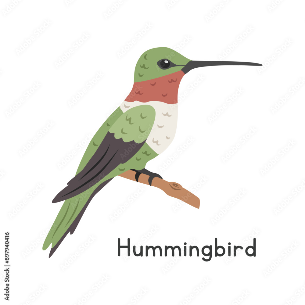 Hummingbird perched on tree branch vector illustration, cartoon clipart ...