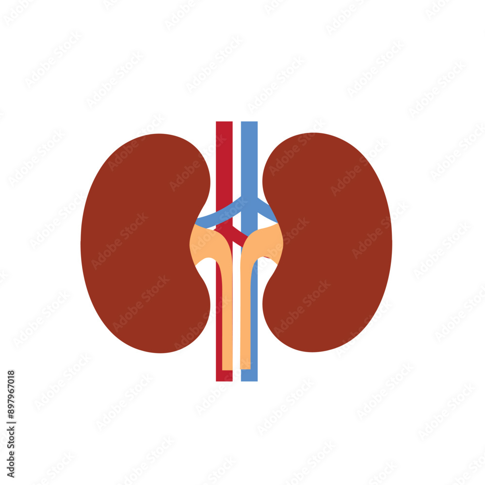 Kidney renal flat realistic icon. Human kidney vector organ icon. Anatomy urology or nephrology ...