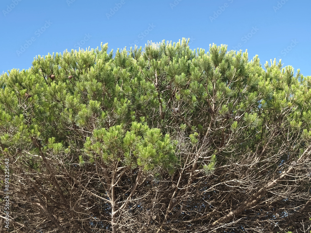 Beautiful big stone pine tree pinus pinea Stock Photo | Adobe Stock