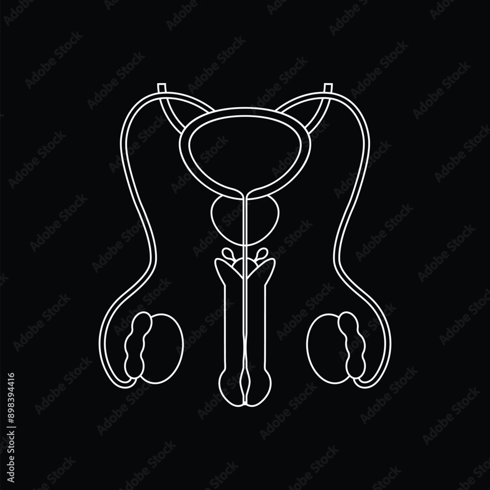 Male reproductive system in line style. Anatomically correct ...