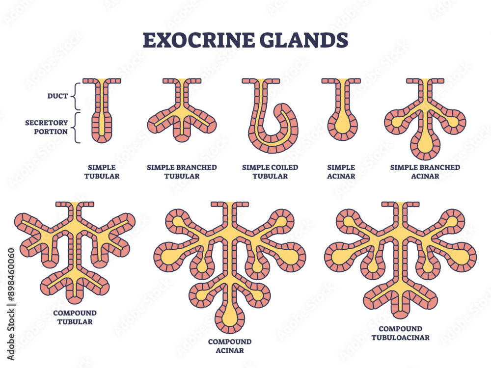 Exocrine glands structure for anatomical secrete substances outline ...