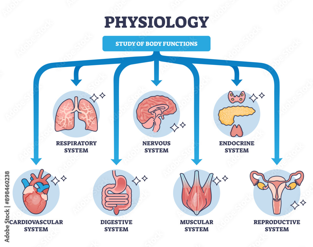 Physiology as study of body functions and organ systems outline diagram ...