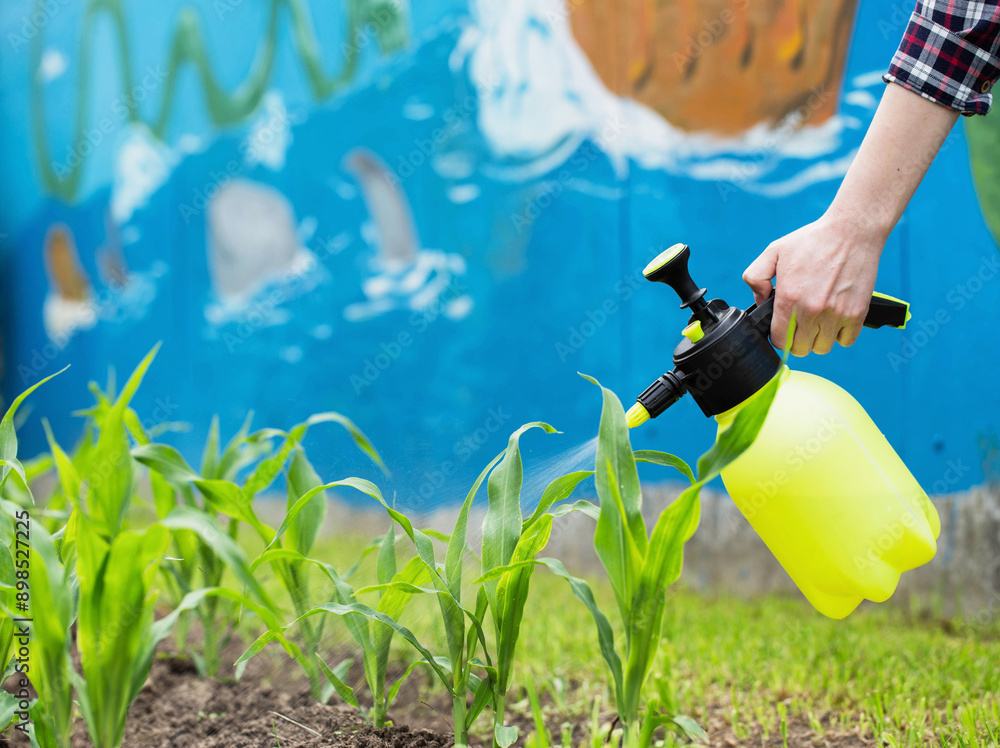 Spraying corn plants with herbicide in the summer at the dacha ...