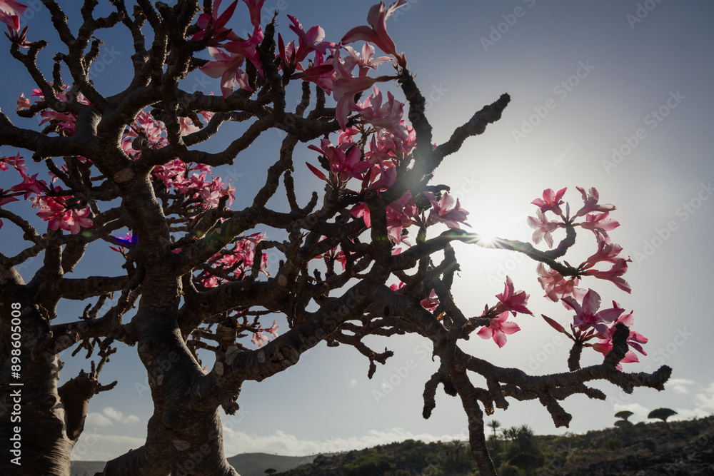 Blooming desert rose- know as bottle tree - one of the symbols of ...