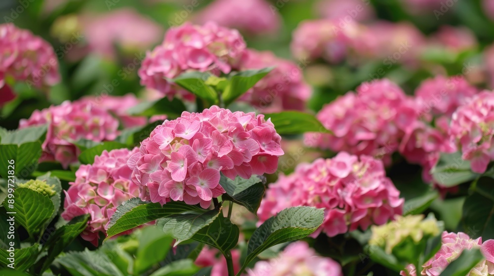 Hydrangea macrophylla native to Japan is a flowering plant in the ...