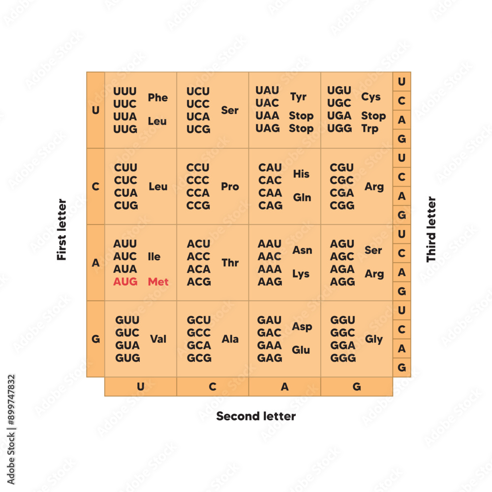 Table of RNA Codons - Genetic biological code of amino acids. Amino ...