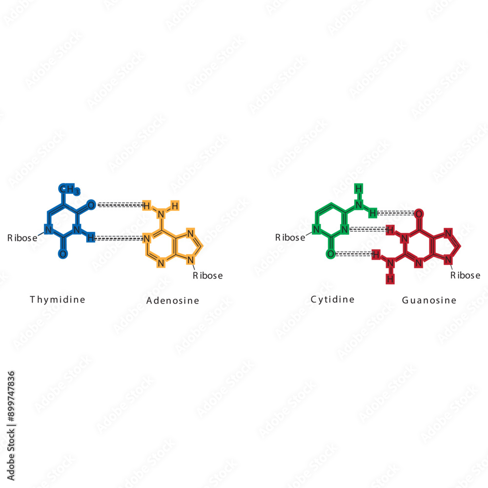 Diagram showing hydrogen bonds between DNA nitrogenous bases - Cytidine ... Diagram showing hydrogen bonds between DNA nitrogenous bases - Cytidine ...