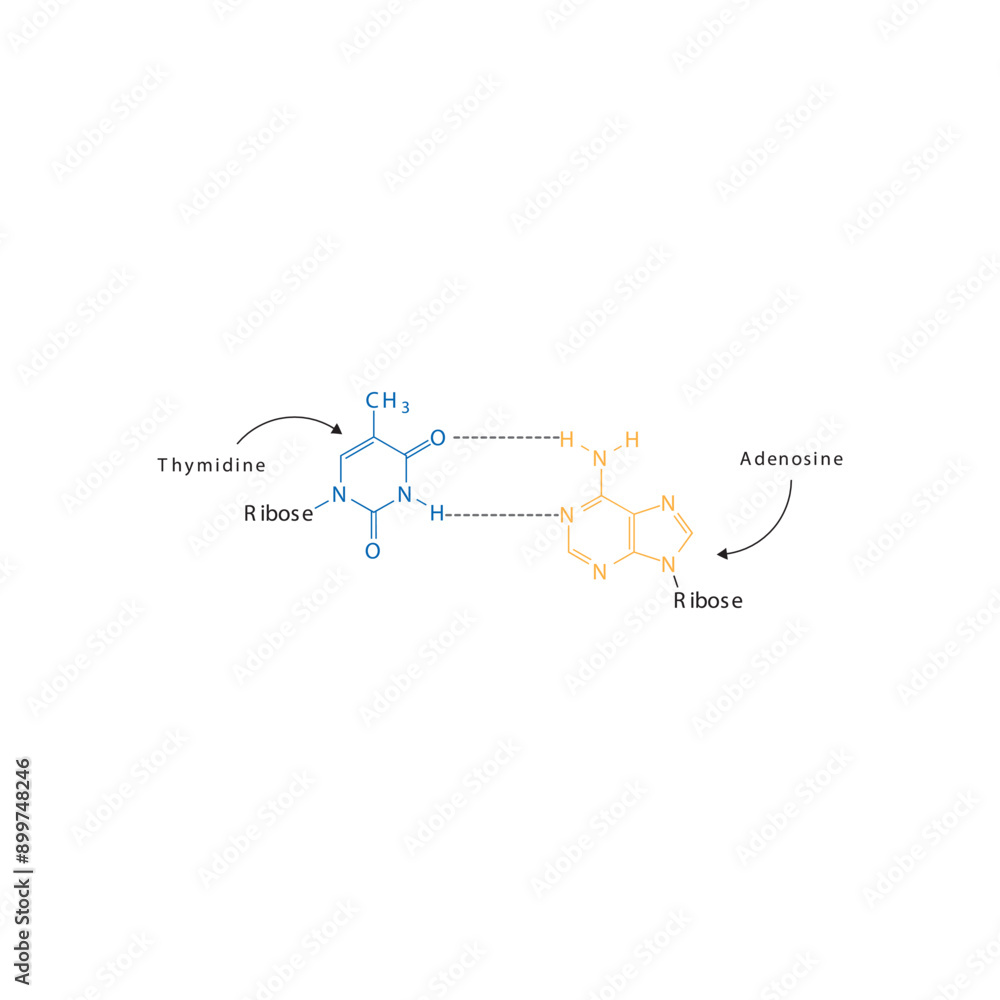 Diagram showing hydrogen bonds between DNA nitrogenous bases ...