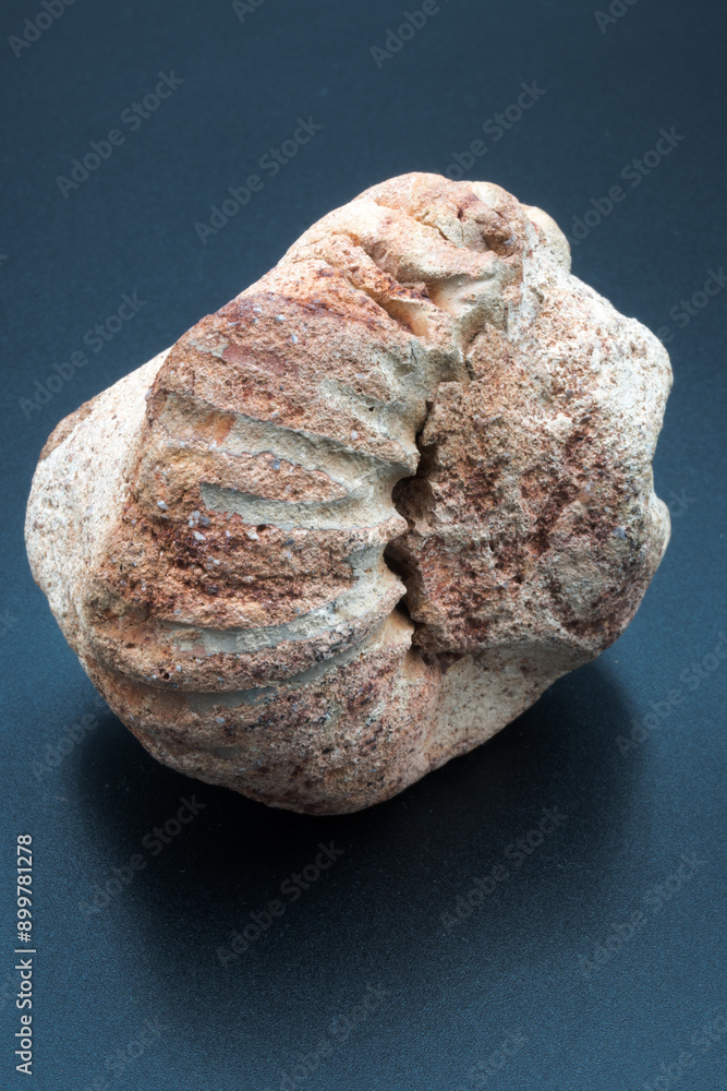 Ammonites, prehistoric fossilized animal shells. Stock Photo | Adobe Stock