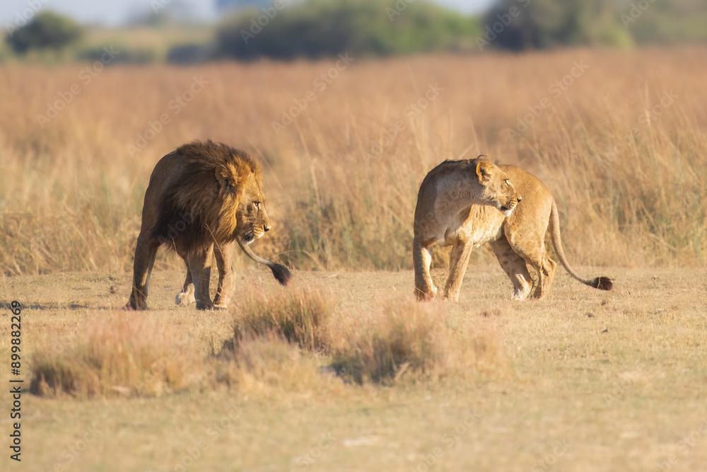 Family of African lion (Panthera leo), male with female lion, Moremi ...
