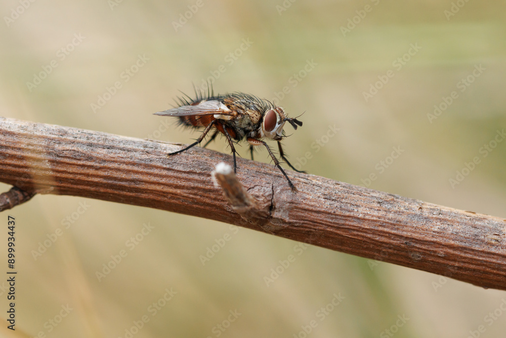 Mosca de los establos o mosca picadora (Stomoxys calcitrans) posada ...