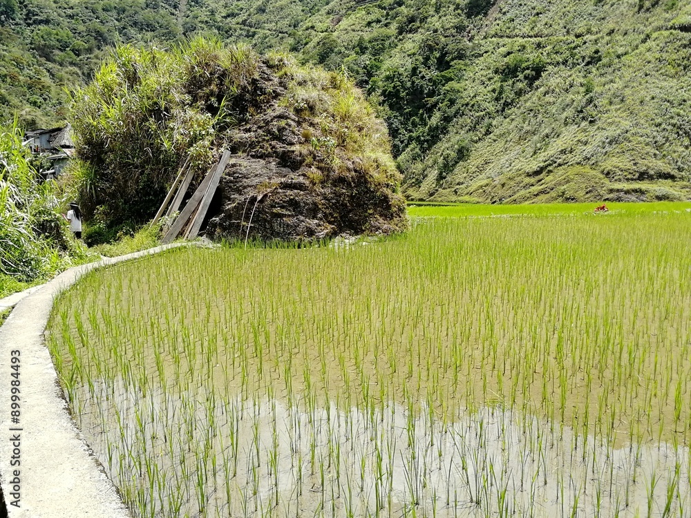 Rice Terraces of the Philippine Cordilleras, rice fields in Banaue ...