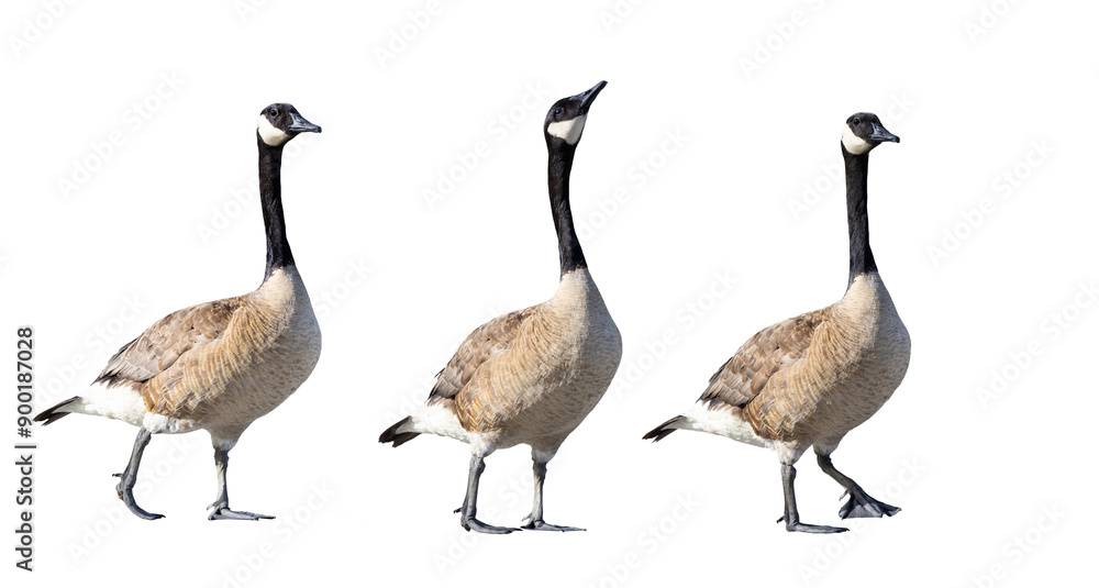 Canada geese (Branta canadensis) photos isolated on a transparent ...
