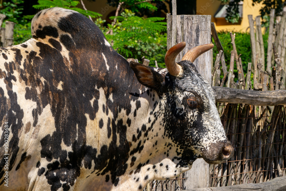 Nguni is a breed of cattle originating from Africa. A black and white ...
