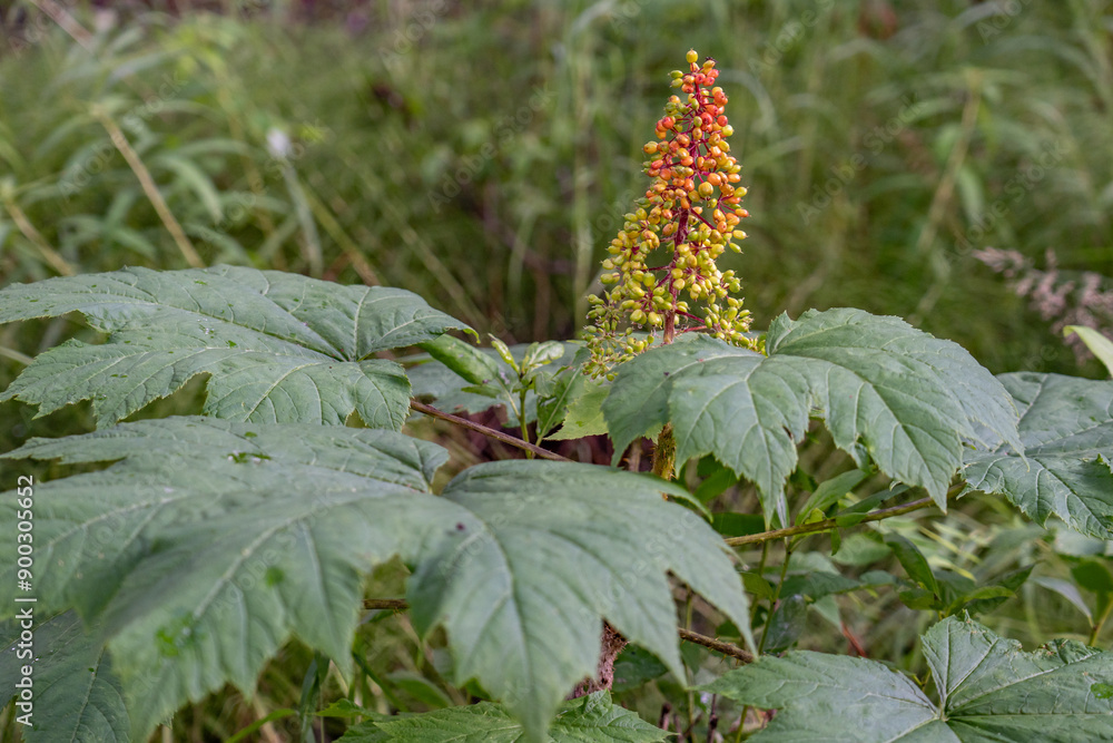 Devil's club or Devil's walking stick (Oplopanax horridus, Araliaceae ...
