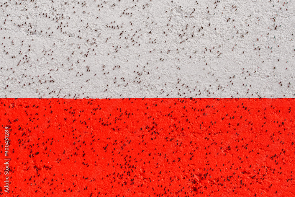 Foto de Stock Polska; polski; flaga; owady; insekty; horda; intruz ...