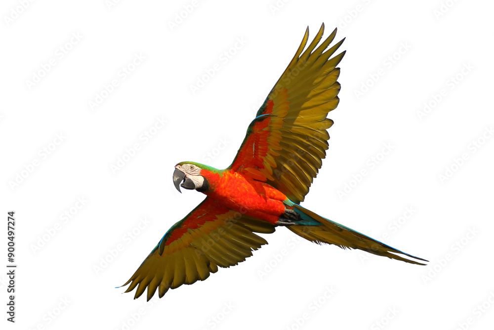 Colorful flying Harlequin Macaw parrot isolated on transparent ...