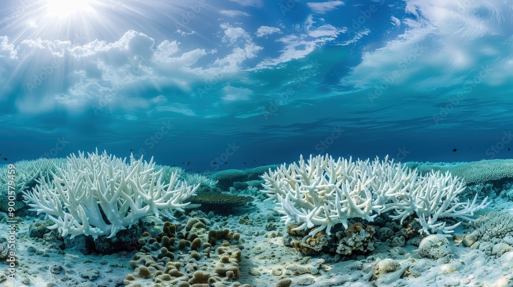 Coral reefs exhibit severe bleaching as ocean temperatures rise ...