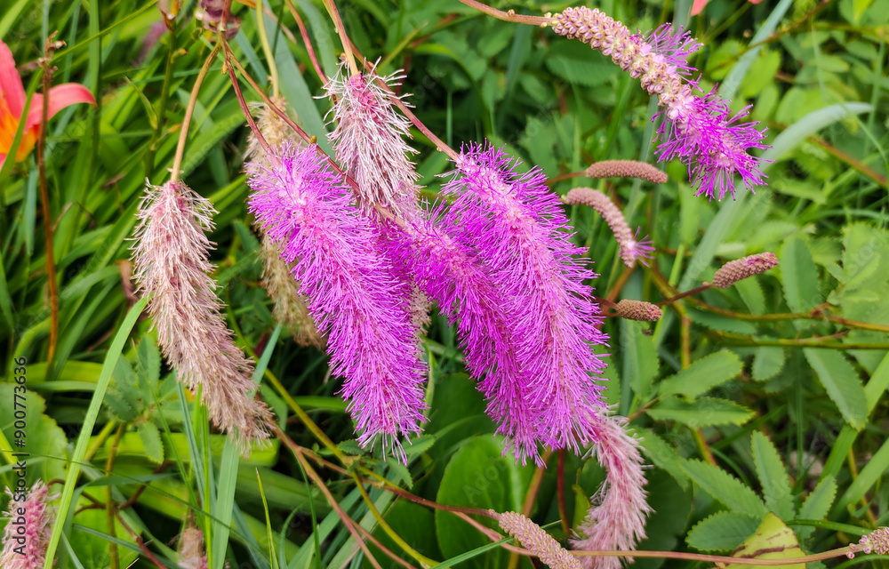 Sanguisorba hakusanensis, the Korean mountain burnet or Sanguisorba ...