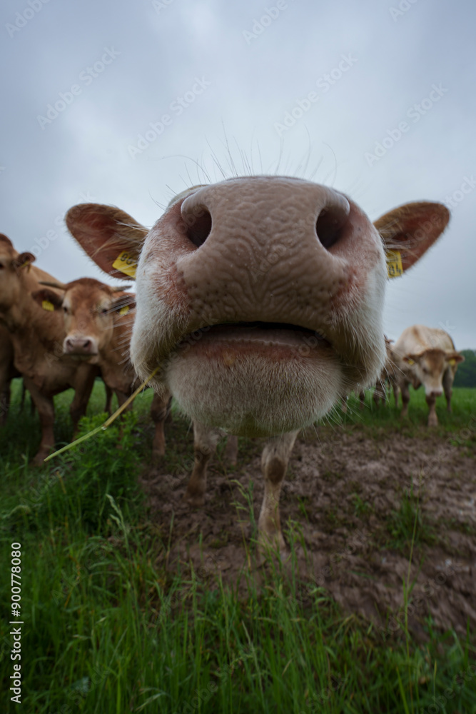 Von der Kuh ist nur die Nase und die Ohren zu sehen Stock Photo | Adobe ...