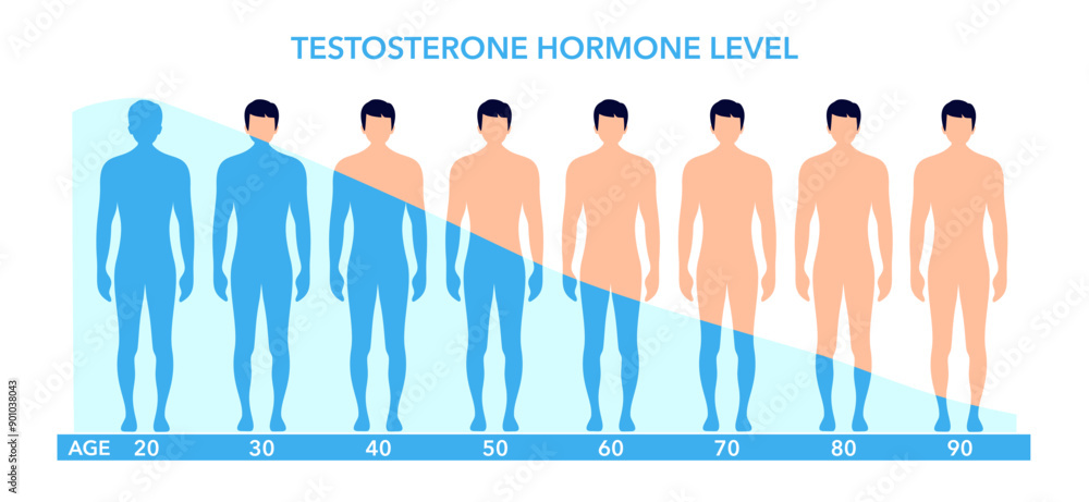 Testosterone level chart. Male hormone production by age diagram vector ... Testosterone level chart. Male hormone production by age diagram vector ...