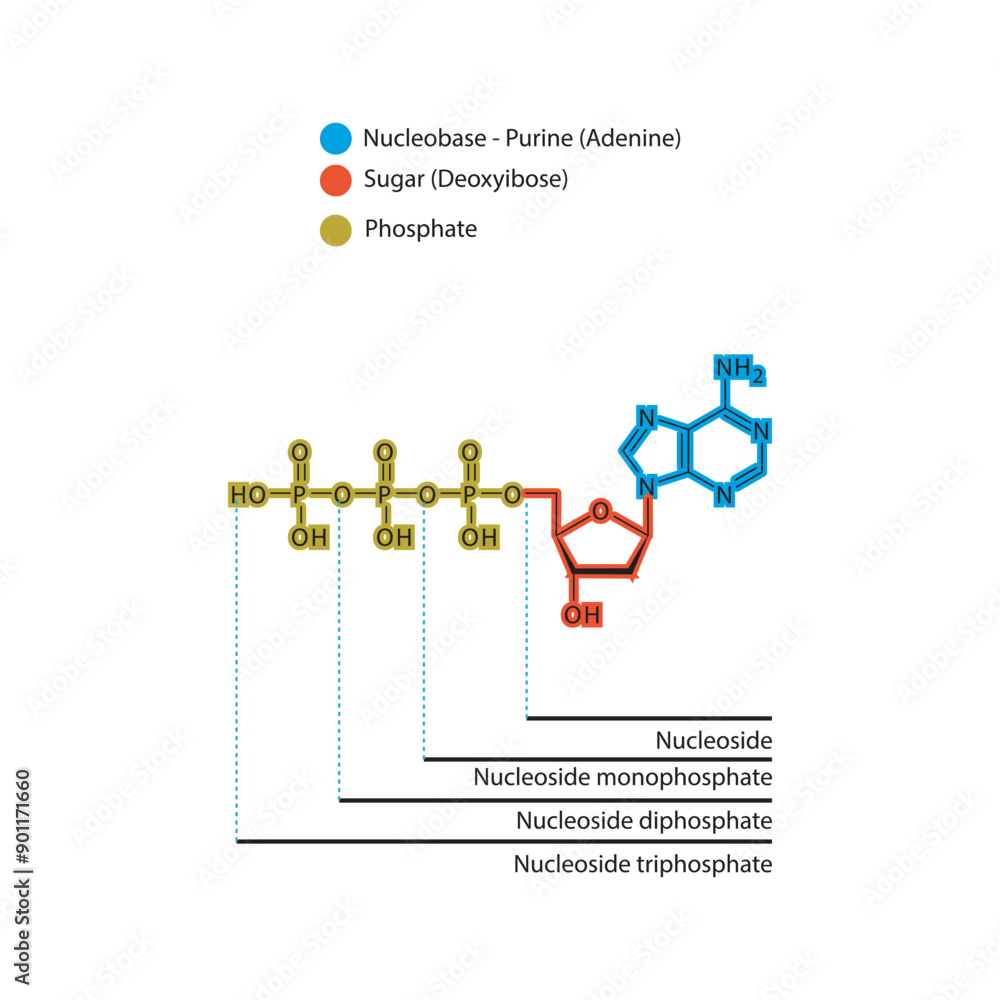 Diagram of nucleoside - Deoxyadenosine mono, di and trip phosphate ...