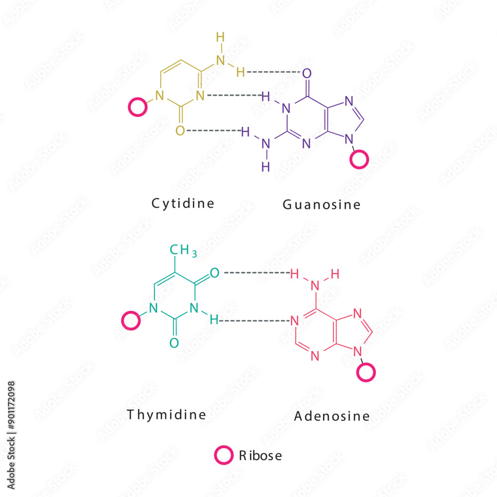Diagram showing hydrogen bonds between DNA nitrogenous bases - Cytidine ...