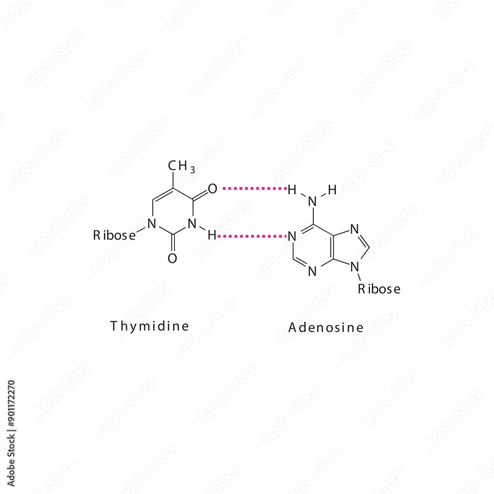 Diagram showing hydrogen bonds between DNA nitrogenous bases ...