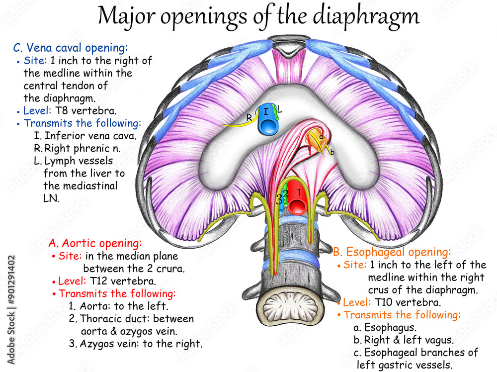 Major openings of the diaphragm Inferior view Aortic opening Esophageal ...