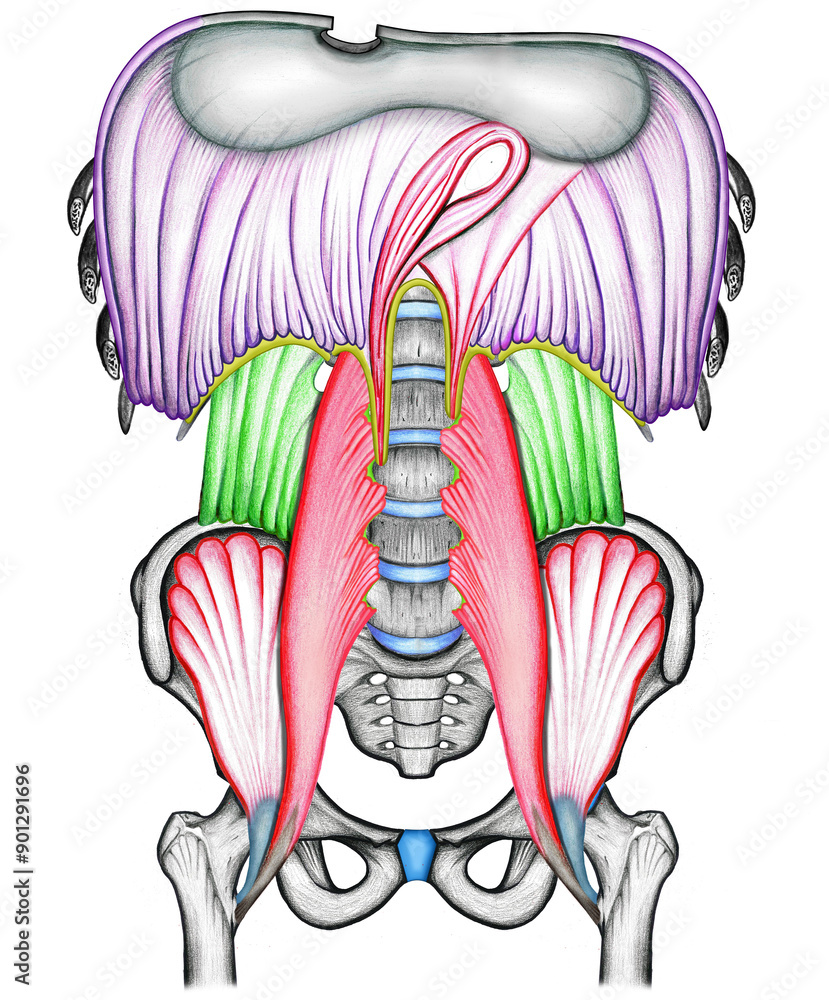 diaphragm & muscles of posterior abdominal wall not labeled Stock ...
