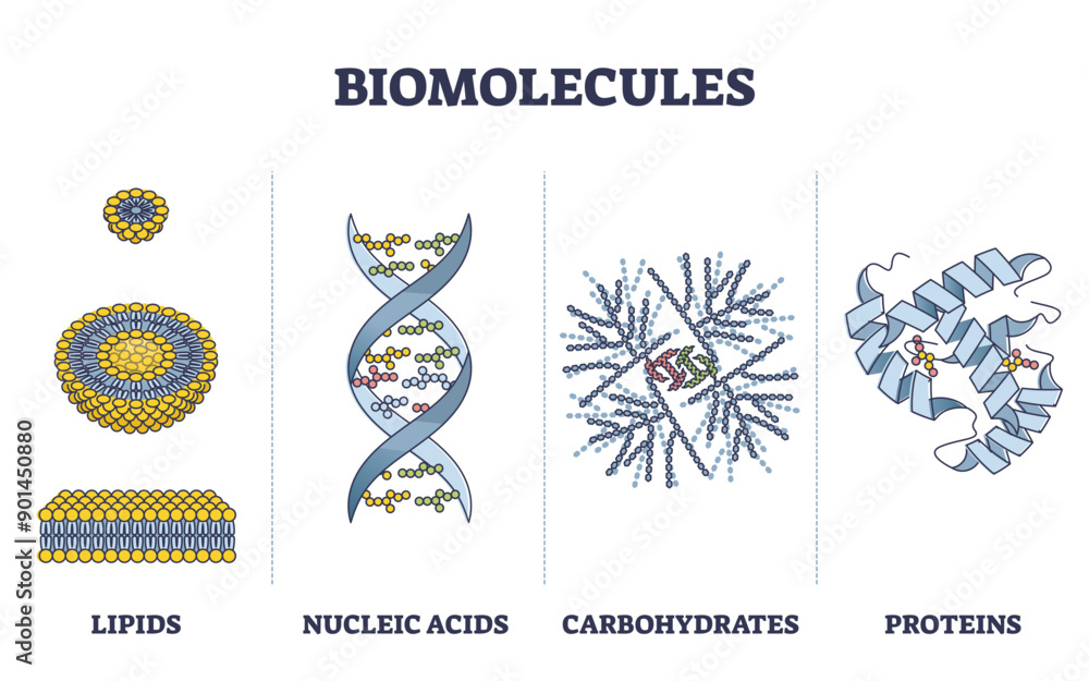 Biomolecules or biological molecules type collection in outline diagram ...