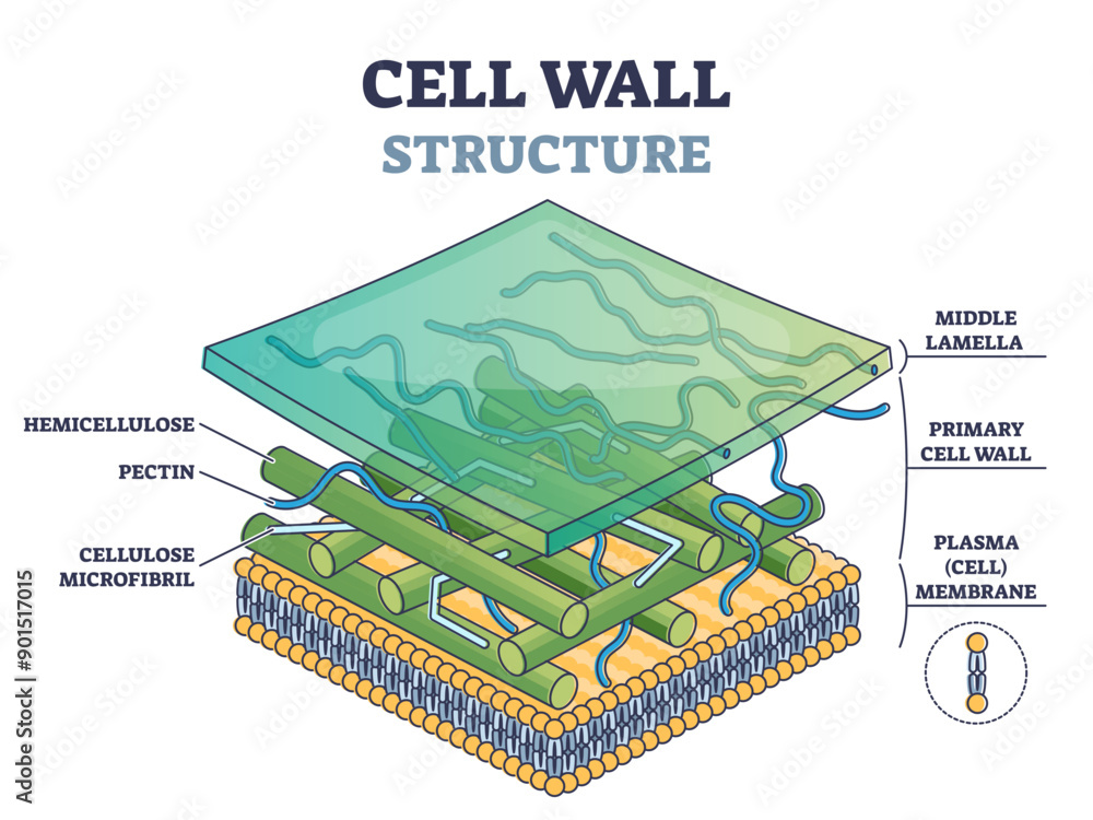 Cell wall structure with plant cellular parts description outline ...