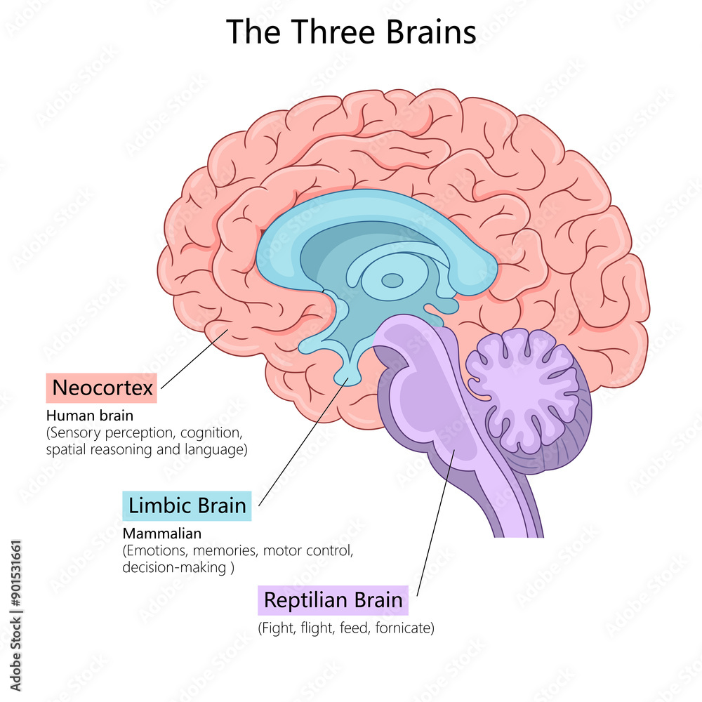 Three Brains Neocortex Limbic Brain Reptilian Brain Sensory Perception Emotions And