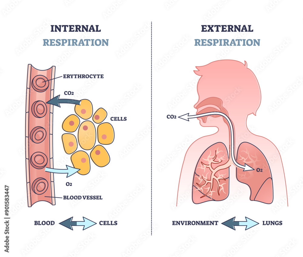 Internal vs external respiration system with air exchange outline ...