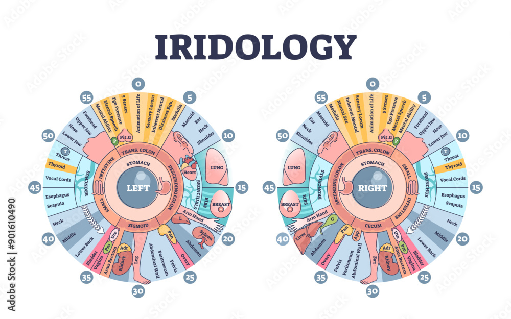 Iridology as eye iris monitoring and disease diagnostics outline ...
