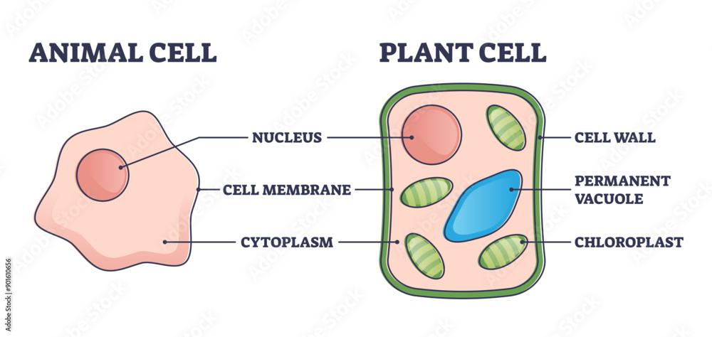 Animal vs plant cell structure comparison with differences outline ...