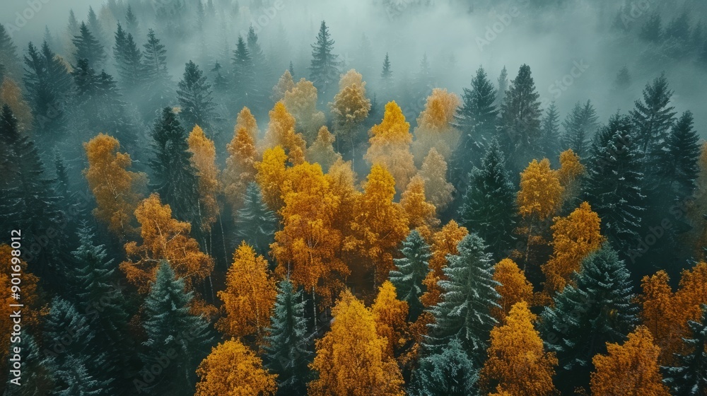 Vibrant Autumn Forest With Golden and Evergreen Trees Shrouded in Misty ...