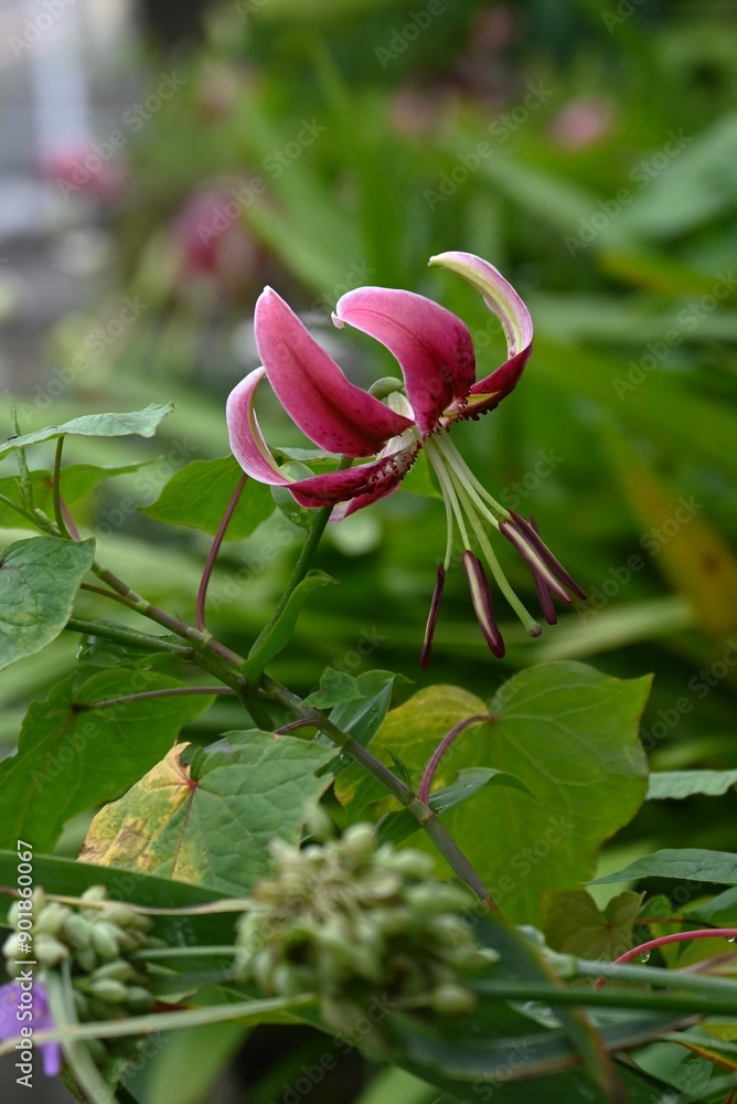 Lilium speciosum (Brilliant lily) flowers. The flowers with deep red ...