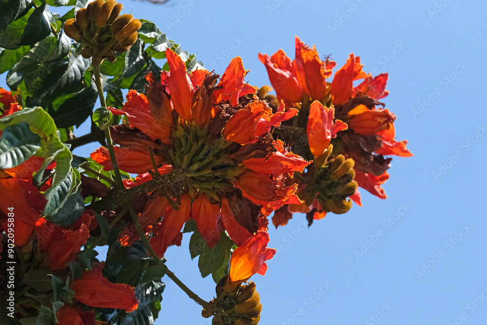 Blooming African tuliptree, fountain tree (lat.- Spathodea campanulata ...