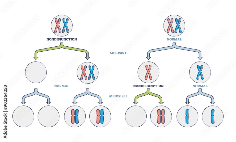 Nondisjunction as abnormal meiosis chromosome number outline diagram ...