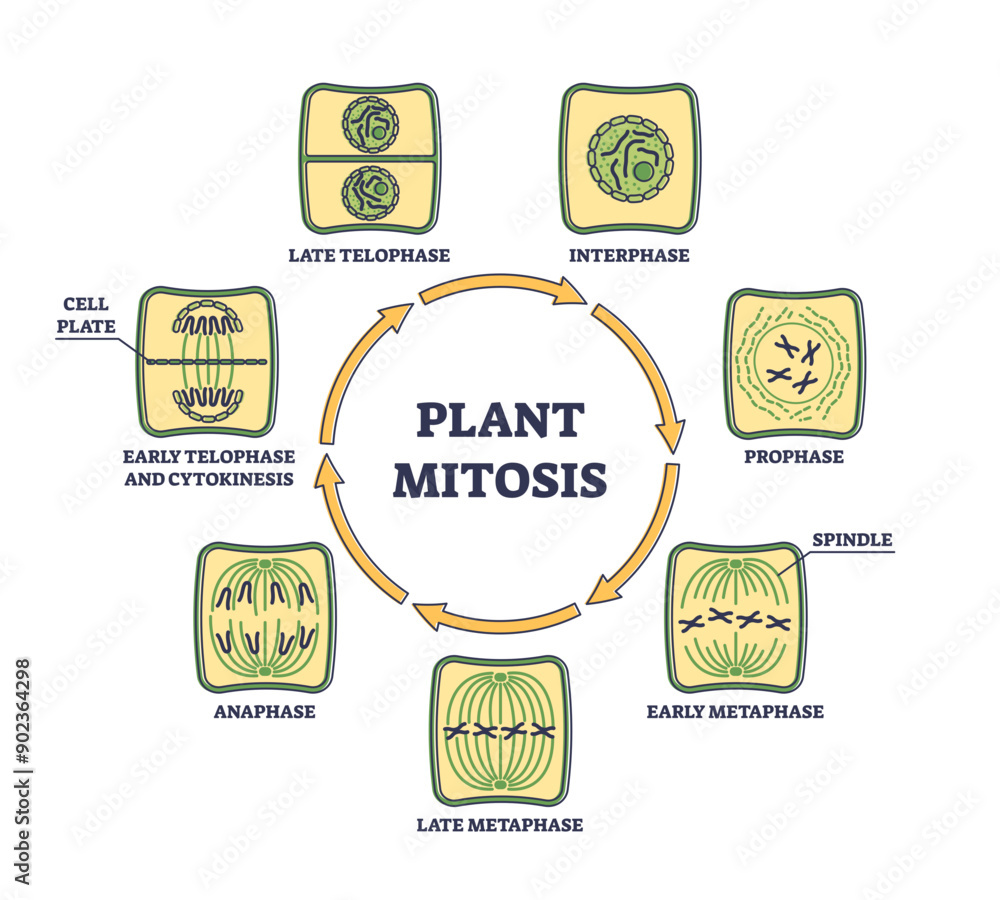 Plant cell mitosis and cellular division in educational outline diagram ...