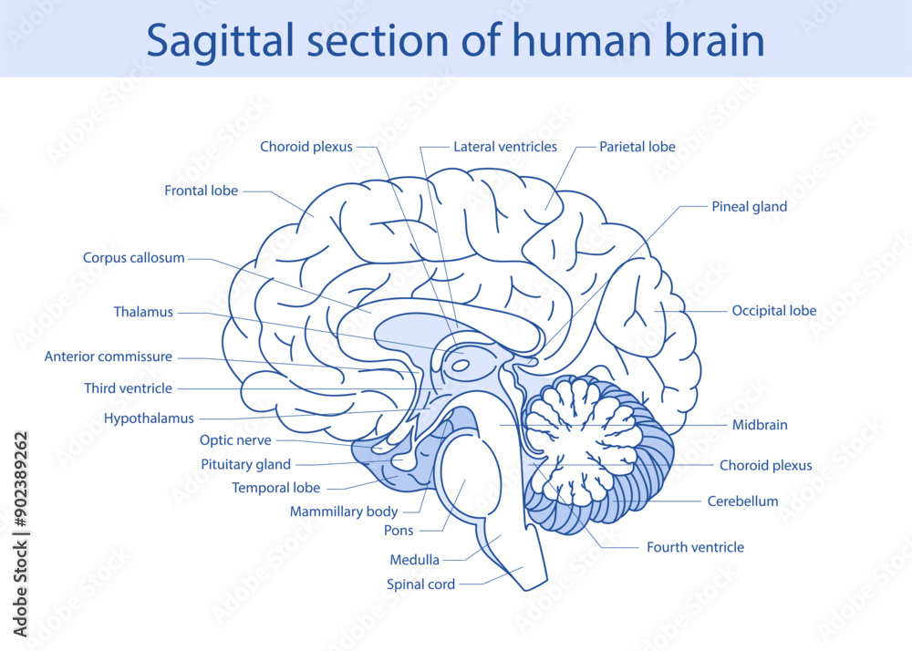 Vector diagram of the internal anatomy of the human brain. Sagittal incision of the brain ...