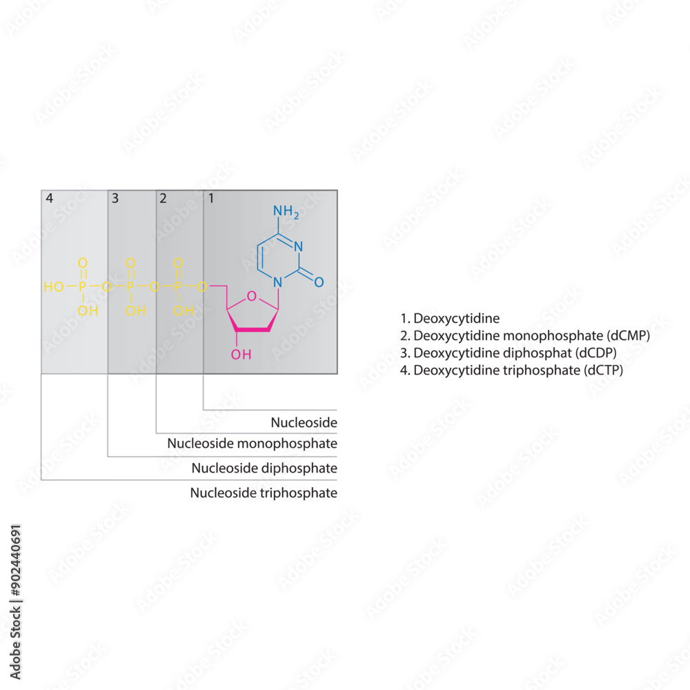 Diagram of nucleoside - Deoxycytidine mono, di and trip phosphate ...