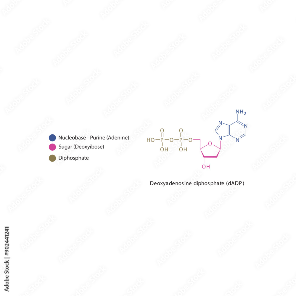 Deoxyadenosine diphosphate (dADP) skeletal structure schematic ...