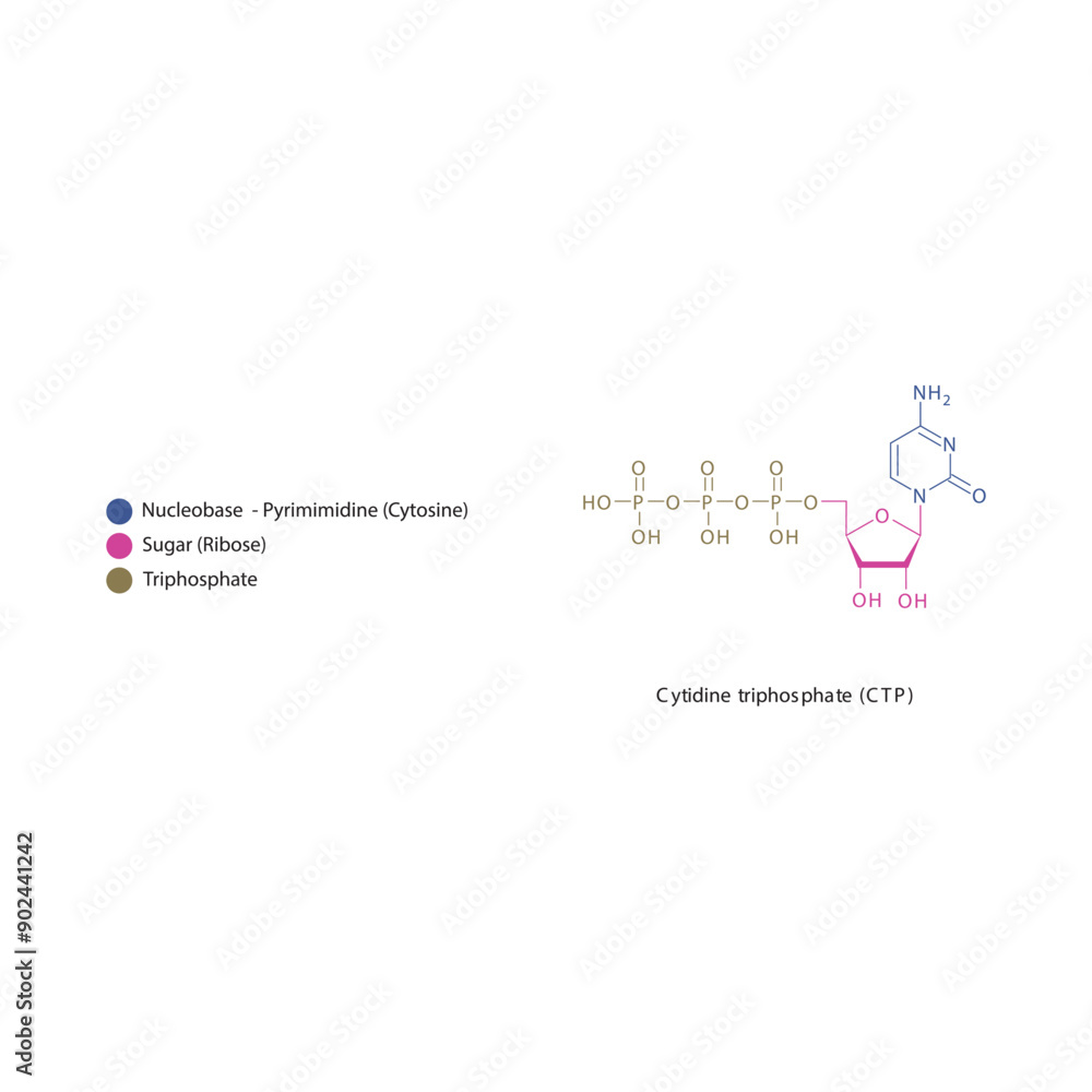Cytidine triphosphate (CTP) skeletal structure schematic illustration ...
